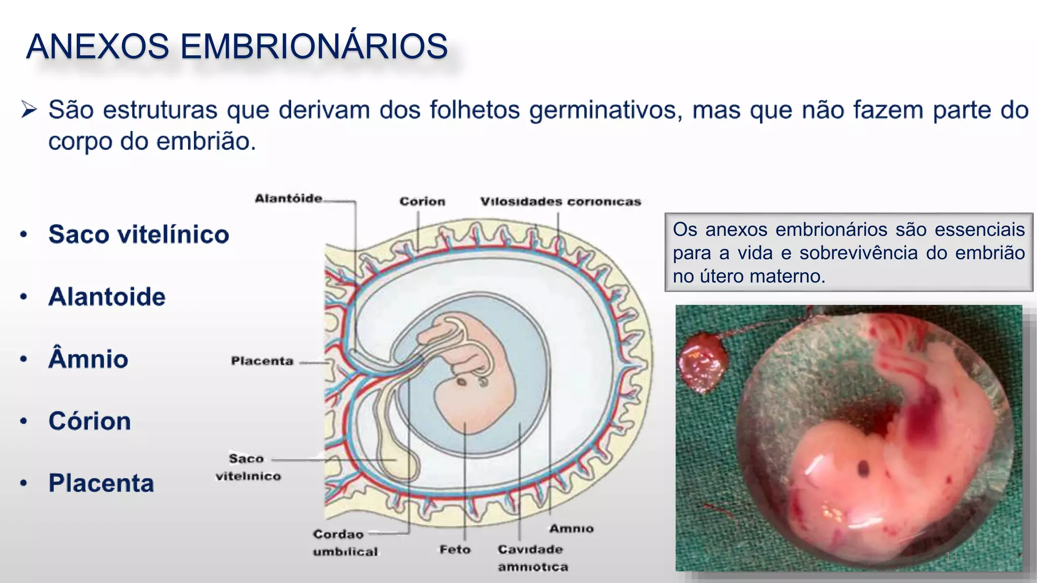 Embriologia geral | PPT