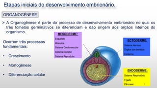 Embriologia geral | PPTX