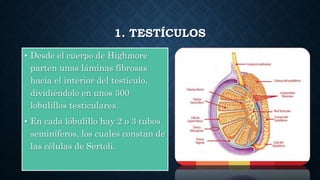 EMBRIOLOGIA I - A.REPRODUCTOR MASCULINO..pptx