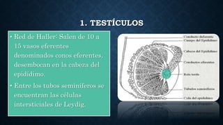 EMBRIOLOGIA I - A.REPRODUCTOR MASCULINO..pptx