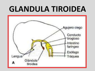 Embriología Del Foramen Ciego
