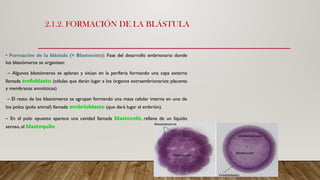 EMBRIOLOGIA NEO......................... | PPTX