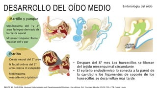 embriologia oido externo y medio, EMBRIOLOGIA | PPTX