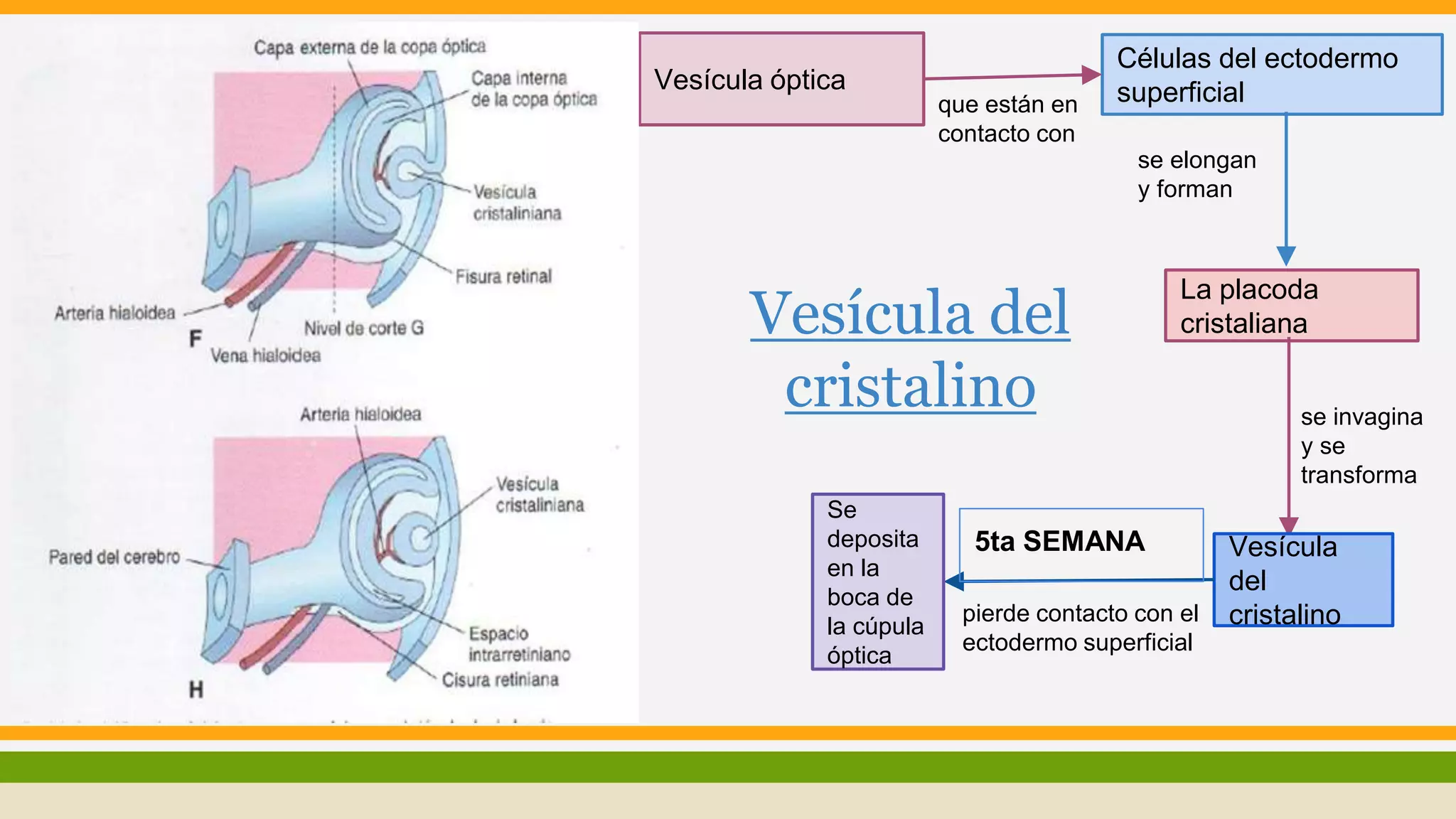Embriología de ojo | PPTX