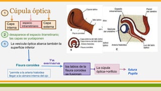Embriología de ojo | PPTX