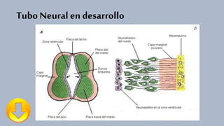Embriologia, proteccion del snc tubo neural y tronco encefalico ...