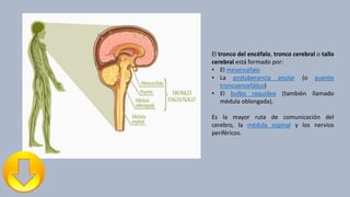Embriologia, proteccion del snc tubo neural y tronco encefalico ...