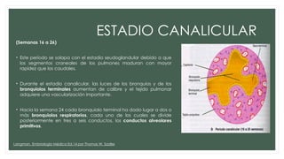 EMBRIOLOGIA PULMON NEONATOLOGIALOGIA.pptx