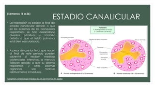 EMBRIOLOGIA PULMON NEONATOLOGIALOGIA.pptx