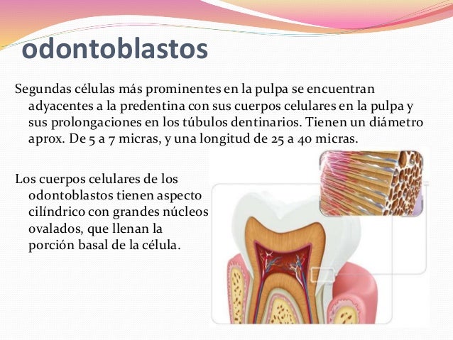 Pulpa Dental
