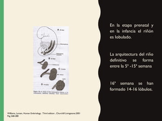 se presenta la embriologia renal a traves del tiempo | PPT