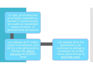 EMBRIOLOGIA RENAL. URETERAL Y VEJIGA.pptx