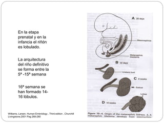 Embriologia Renal ppt .................... | PPTX