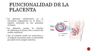Embriología desarrollo de la semana siete y ocho | PPTX