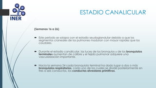 Embriologia sistema respiratorio | PPTX