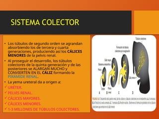EMBRIOLOGIA SISTEMA URINARIO LIBRO CAMPBELL | PPTX