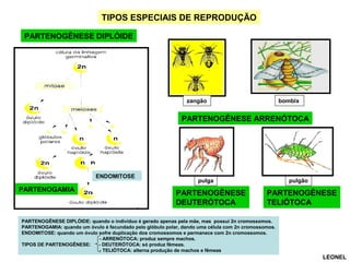 Embriologia (versão para aula) | PPT
