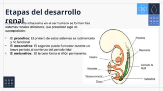 Embriología vias urinarias y riñon .pptx
