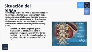 Embriología vias urinarias y riñon .pptx