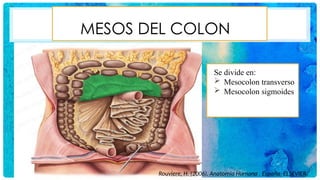 EMBRIOLOGIA Y ANATOMIA DEL SIST DIGESTIVO.- NOTAS1.pptx