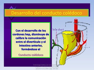 Embriologia y anatomia quirurgica de higado | PPTX