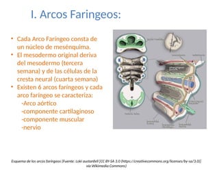 EMBRIOLOGIA Y MUSCULOS DE CABEZA Y CUELLO.pptx