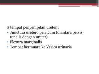 Embriologi dan Anatomi Ginjal Manusia.pptx