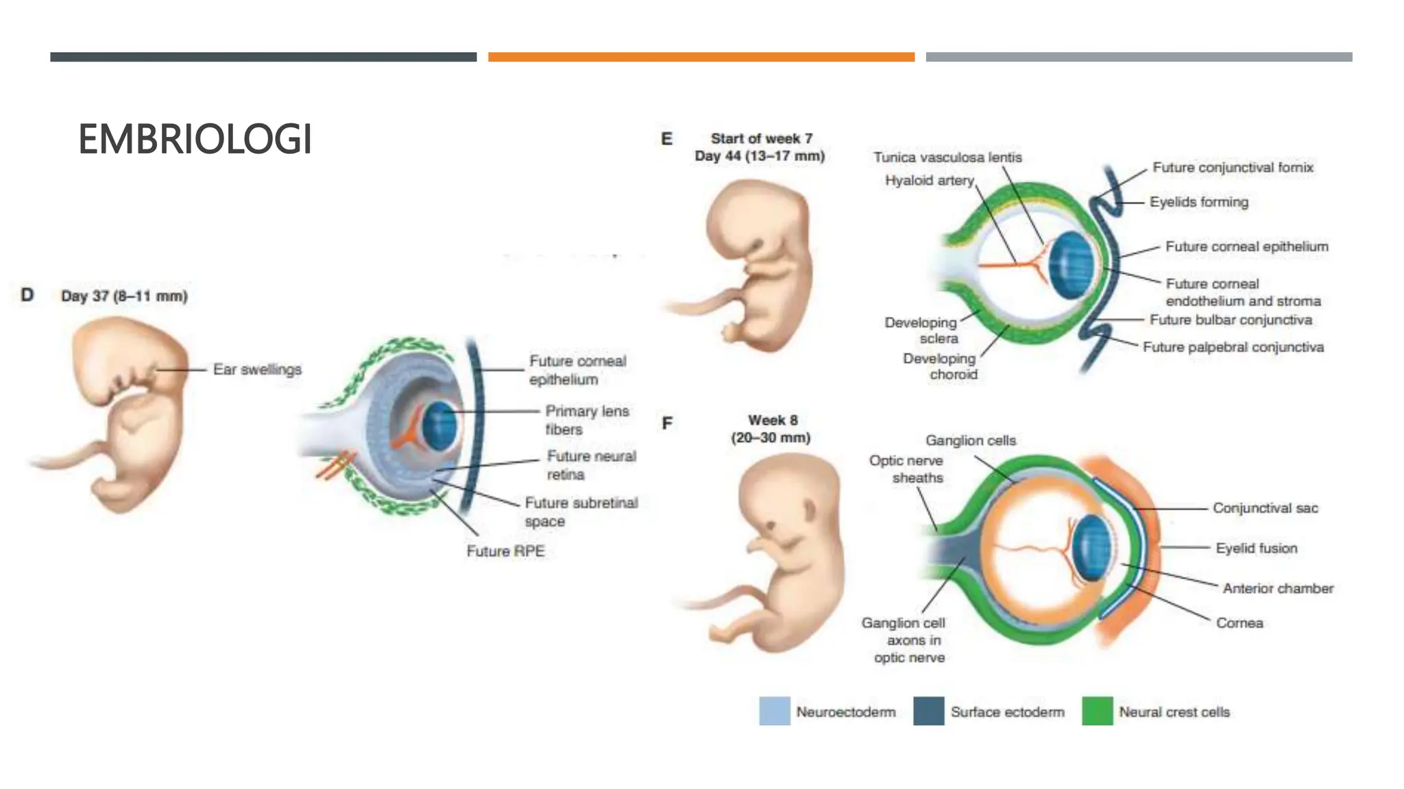 EMBRIOLOGI DAN ANATOMI KORNEA PADA MATA.pptx