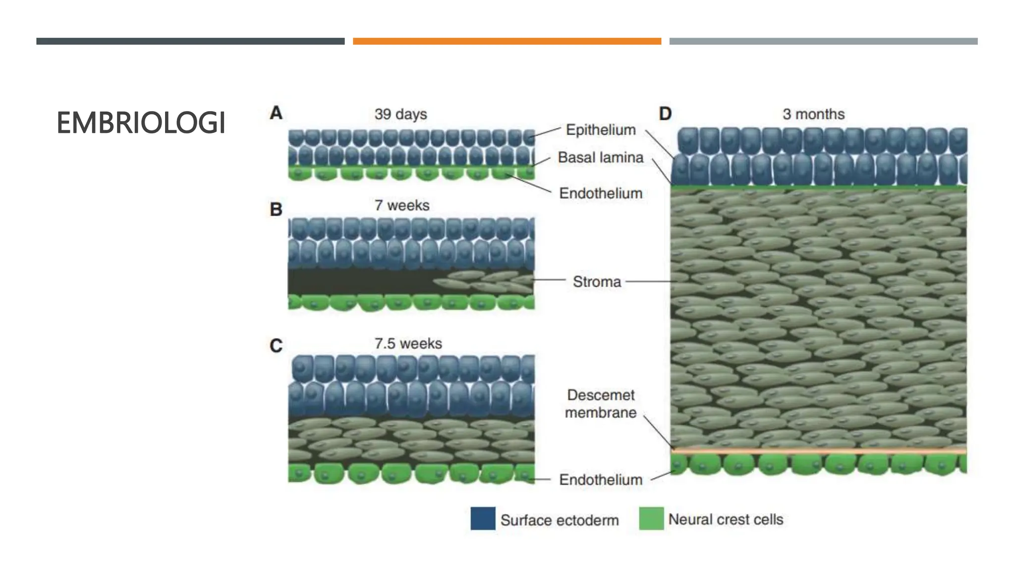 EMBRIOLOGI DAN ANATOMI KORNEA PADA MATA.pptx