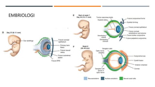 EMBRIOLOGI DAN ANATOMI KORNEA PADA MATA.pptx