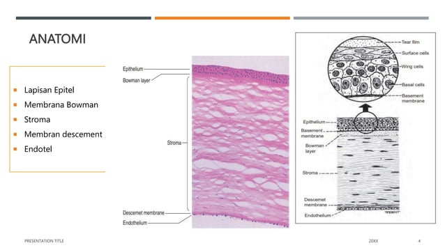 EMBRIOLOGI DAN ANATOMI KORNEA PADA MATA.pptx