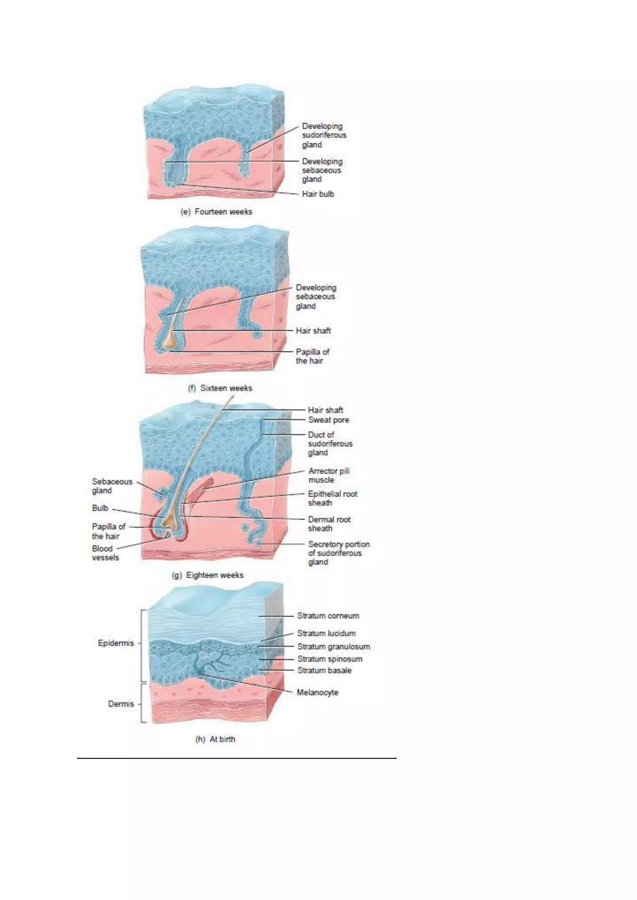 Embriologi dan fisiologi kulit | DOCX