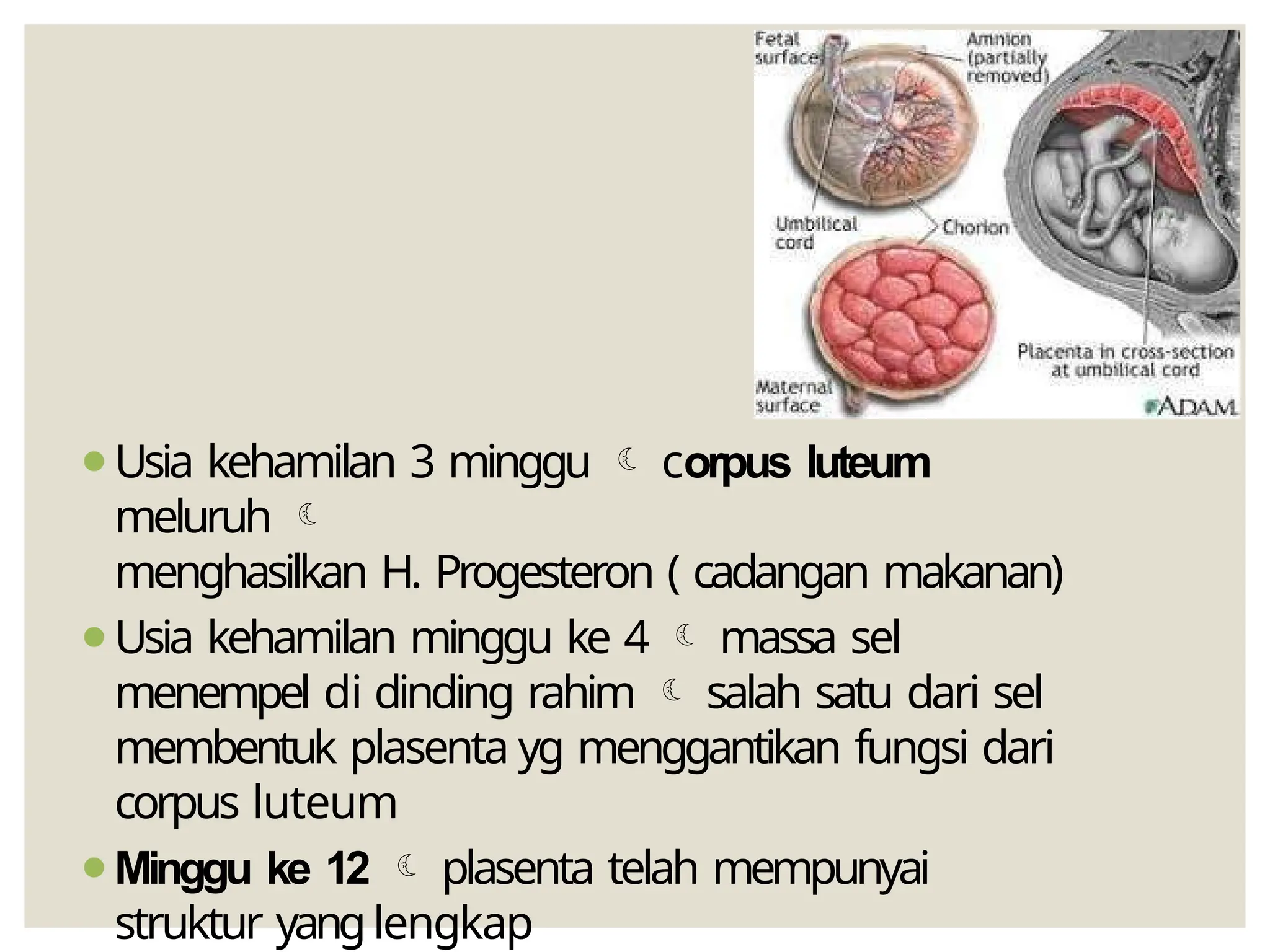 Embriologi dan perkembangan janin.pptx dr Aqli | PPT
