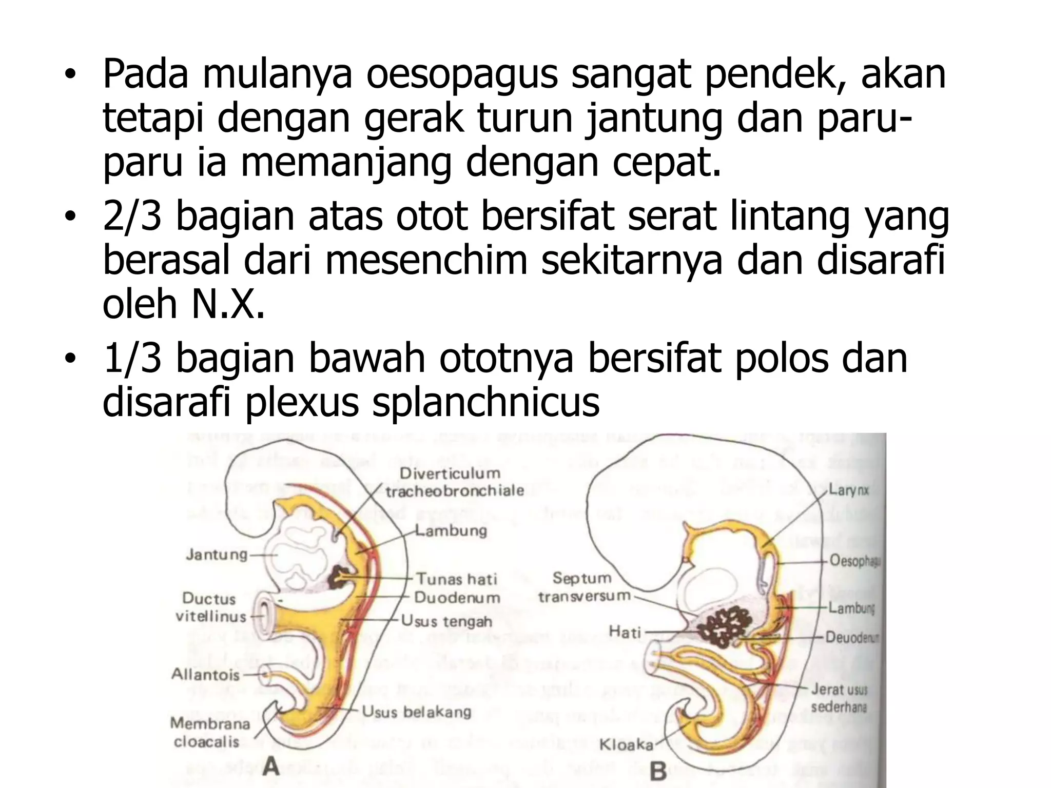 Embriologi gastrointestinal | PPTX