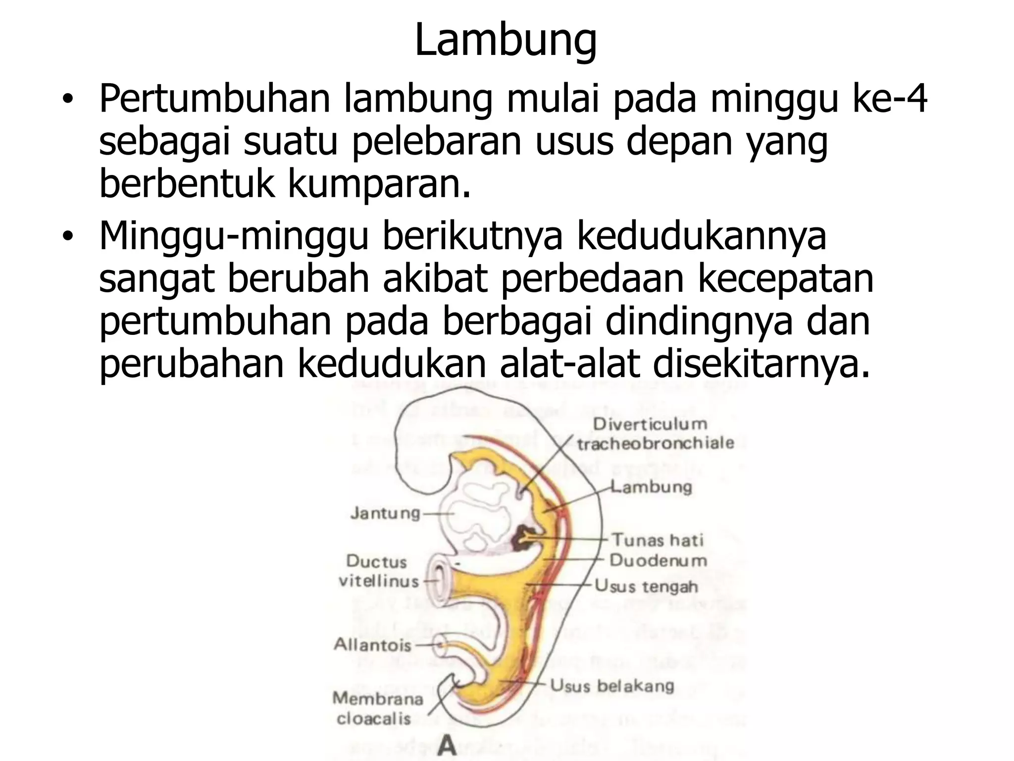 Embriologi gastrointestinal | PPTX