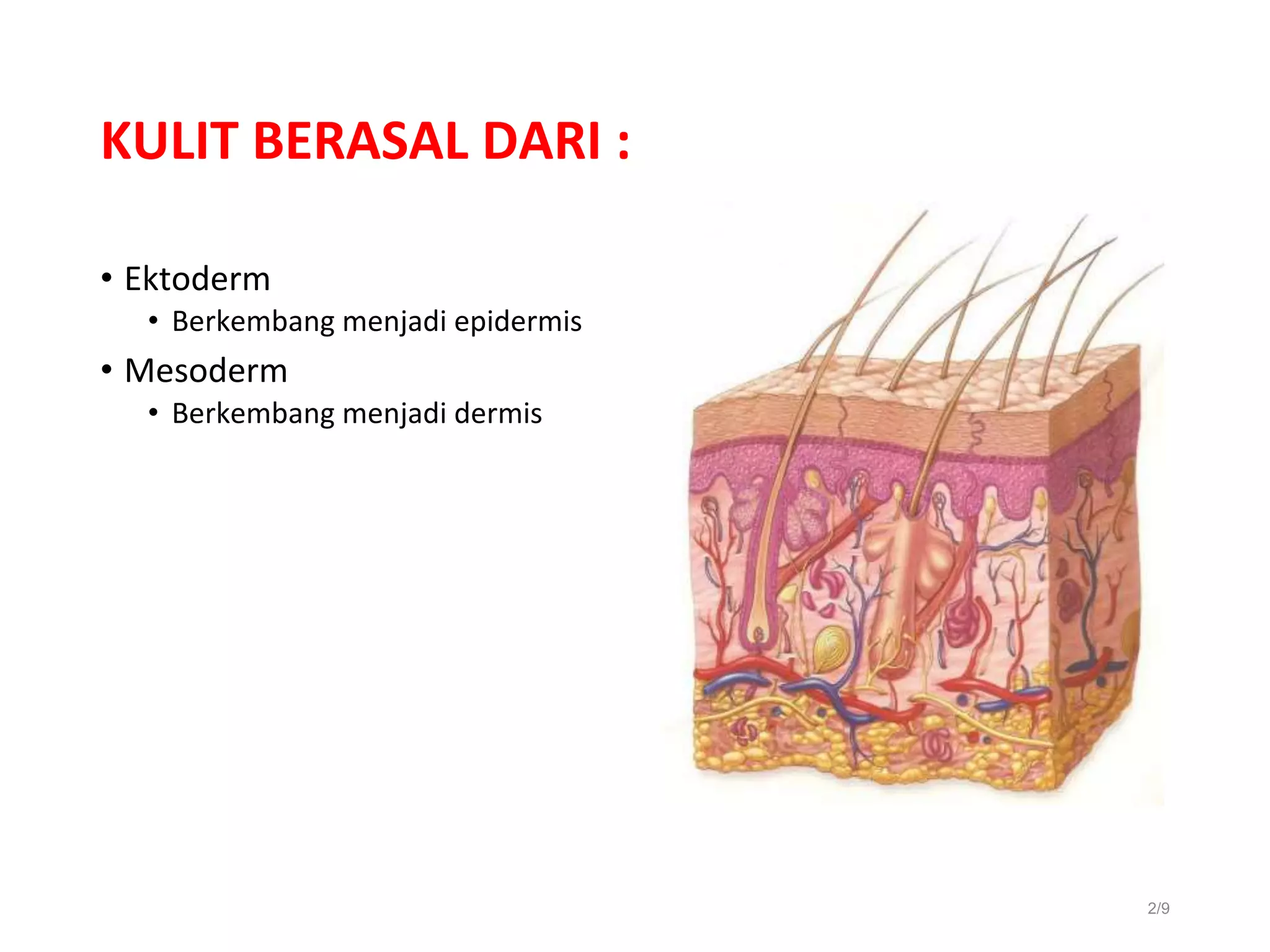 EMBRIOLOGI INTEGUMEN dan SSP (1).pptx