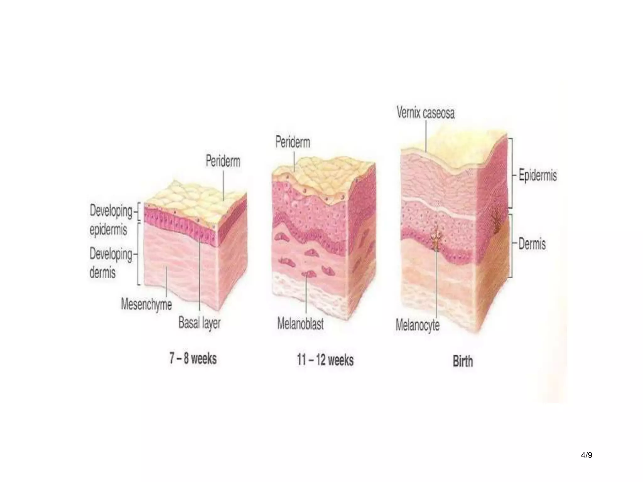 EMBRIOLOGI INTEGUMEN dan SSP (1).pptx