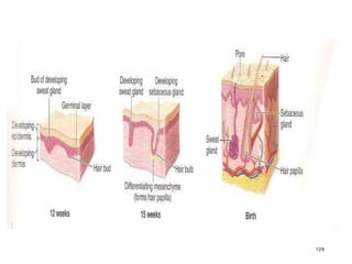 EMBRIOLOGI INTEGUMEN dan SSP (1).pptx