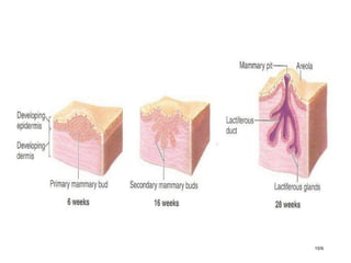 EMBRIOLOGI INTEGUMEN dan SSP (1).pptx