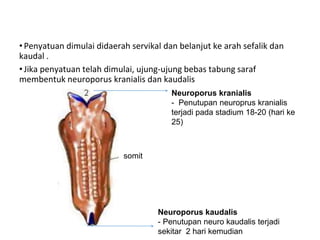 EMBRIOLOGI INTEGUMEN dan SSP (1).pptx