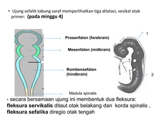 EMBRIOLOGI INTEGUMEN dan SSP (1).pptx
