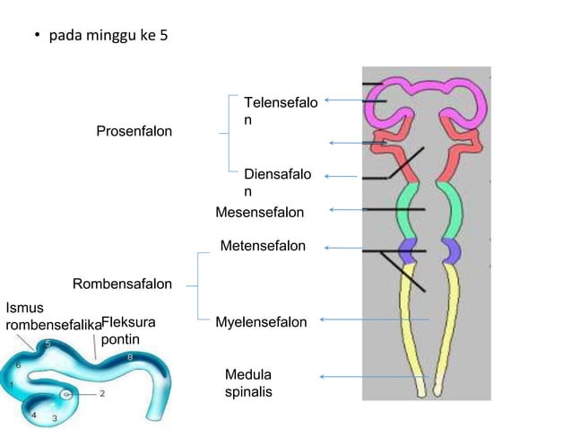 EMBRIOLOGI INTEGUMEN dan SSP (1).pptx