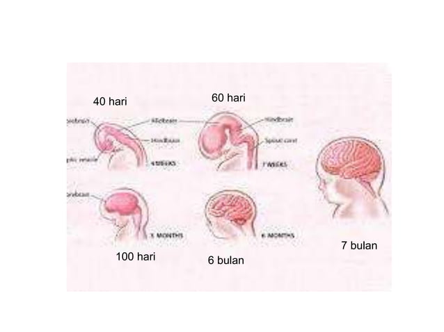 EMBRIOLOGI INTEGUMEN dan SSP (1).pptx