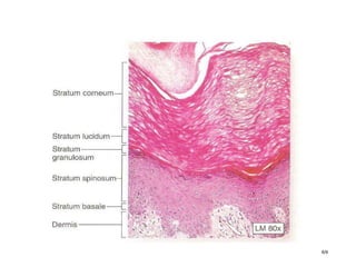 EMBRIOLOGI INTEGUMEN dan SSP (1).pptx