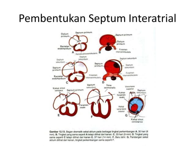 Embriologi jantung (1) | PPTX