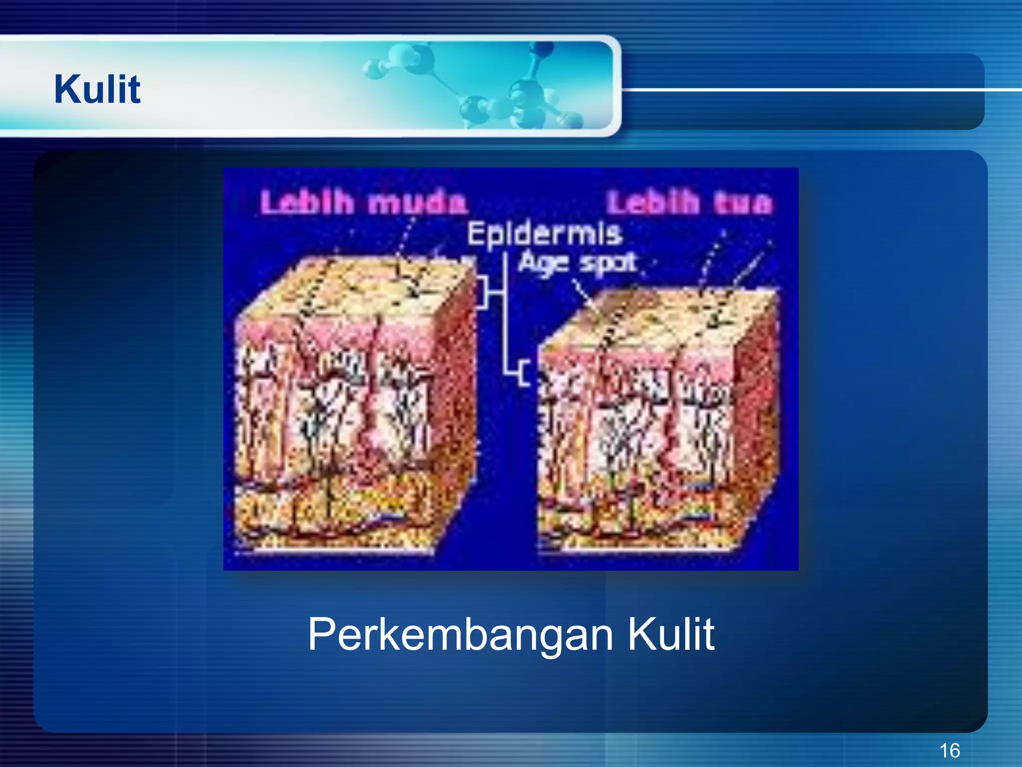 Embriologi sistem integumen | PPTX