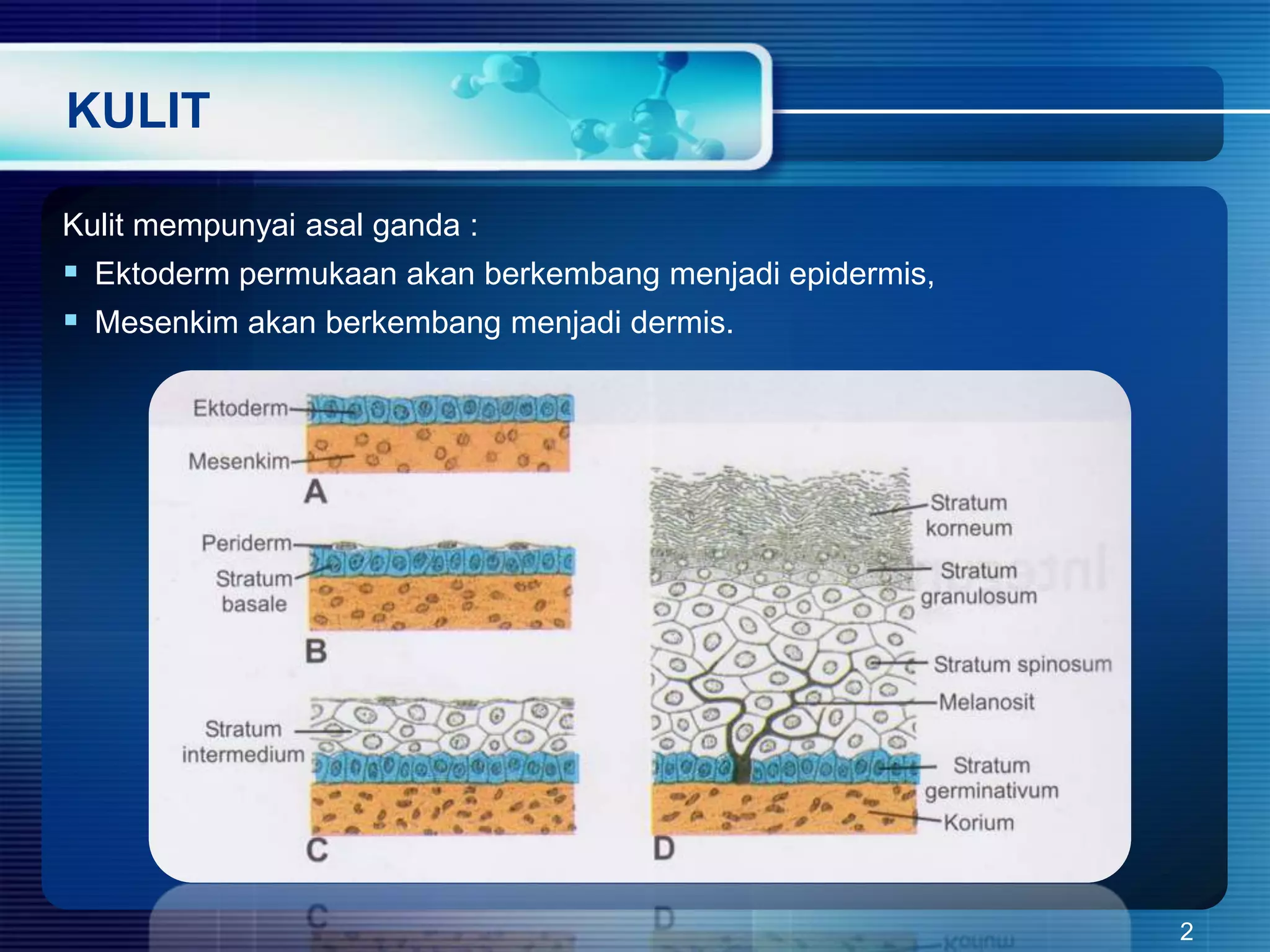 Embriologi sistem integumen | PPTX