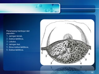Embriologi sistem integumen | PPTX
