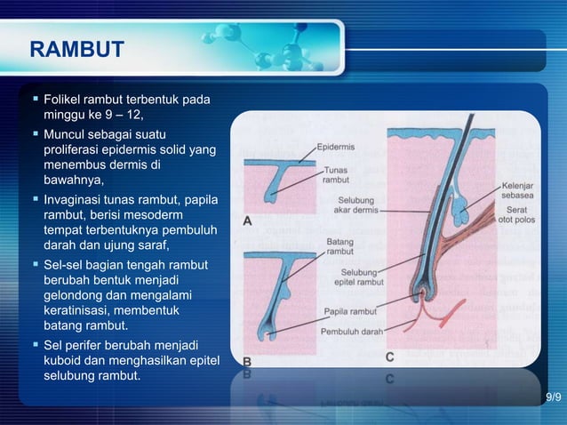 Embriologi sistem integumen | PPTX