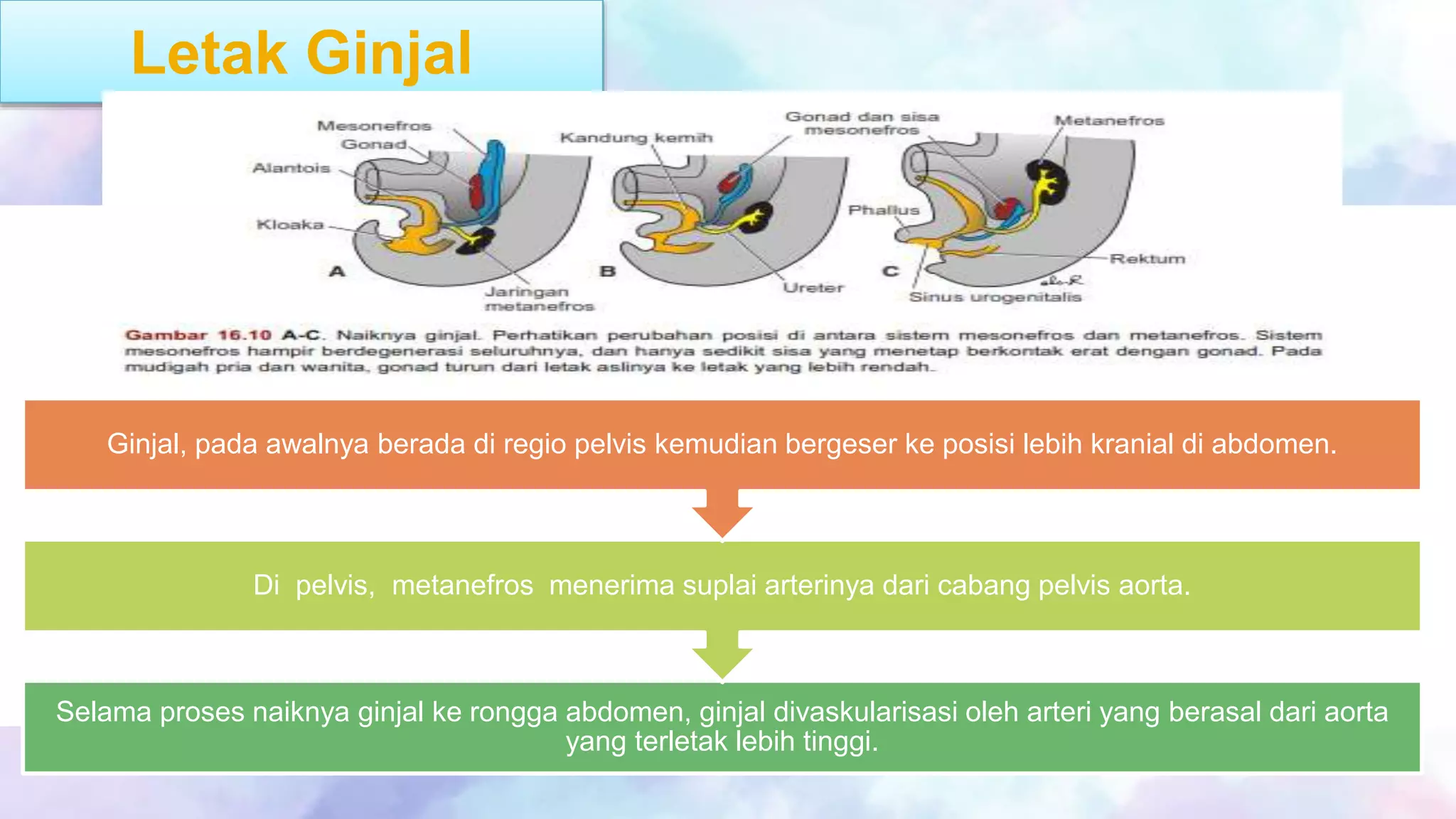 embriologi sistem urogenital.pptx